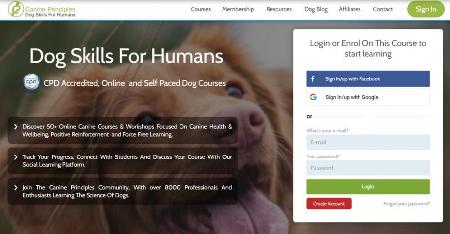 How To Start A Dog Training Business In 2025 | The Dogs