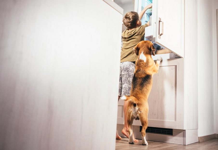 How To Design A Dog-Friendly Kitchen | The Dogs